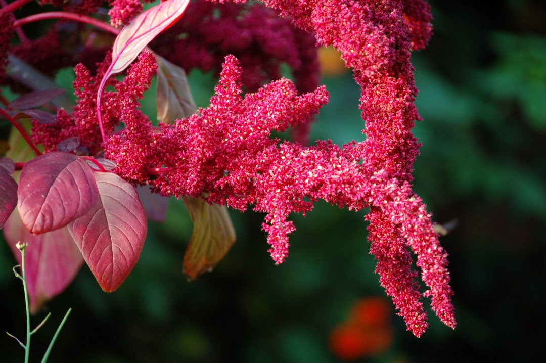 Health Benefits of Amaranth – Flour Academy